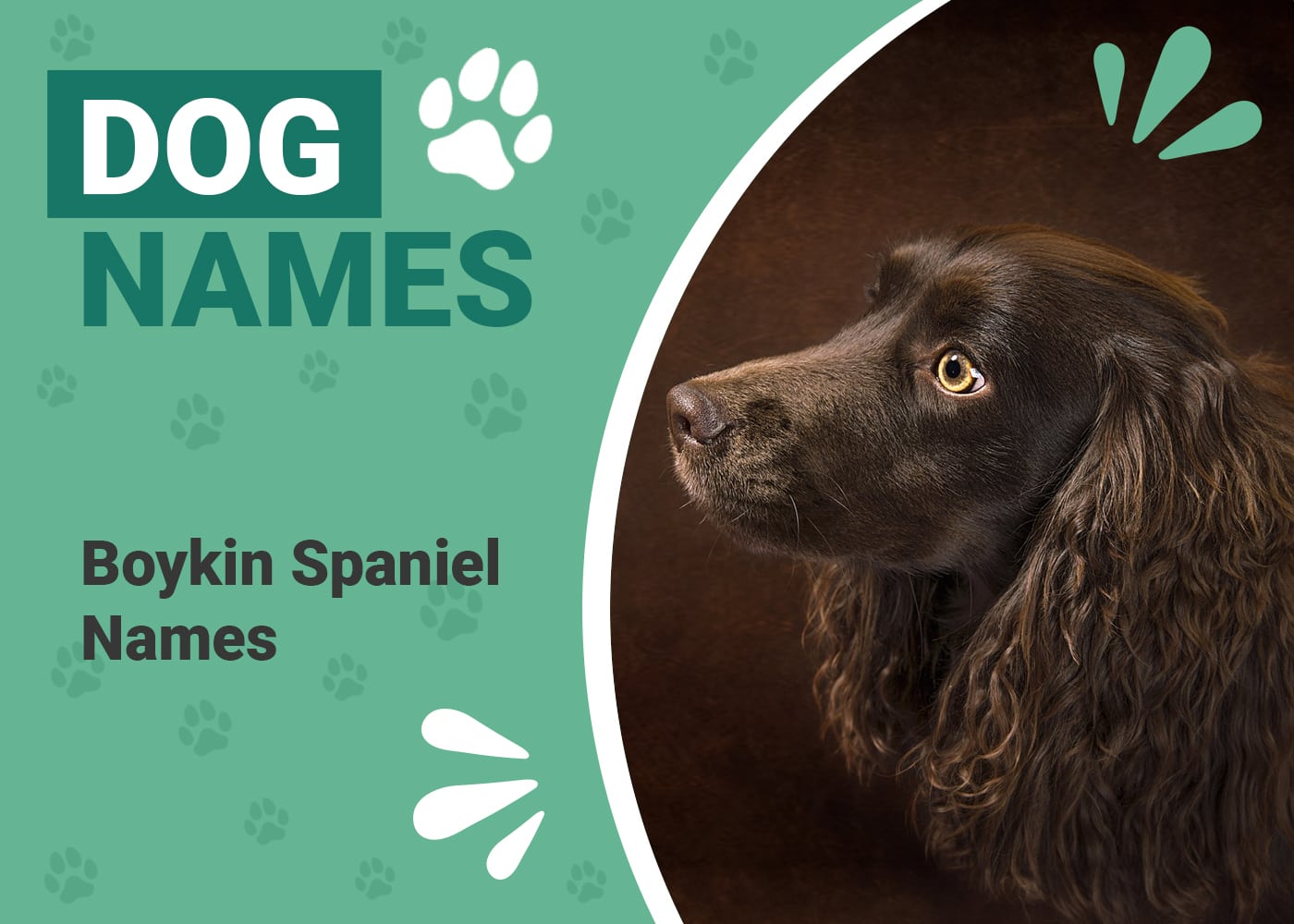 500+ Popular & Unique Boykin Spaniel Names: Ideas For Curly Posh Dogs ...