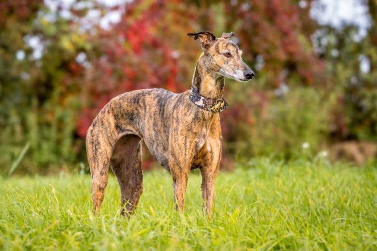 22 Whippet Mixed Breeds: Info, Pictures, History & More – Dogster
