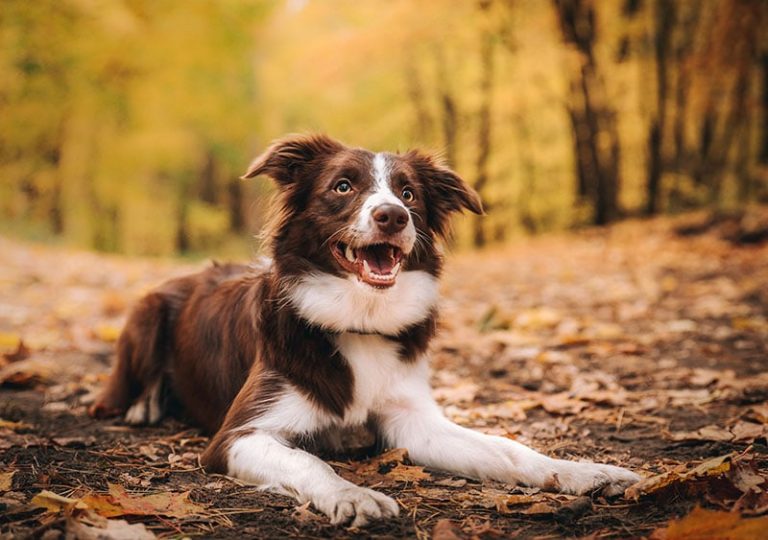 How Big Do Border Collies Get? Average Growth and Weight Chart – Dogster