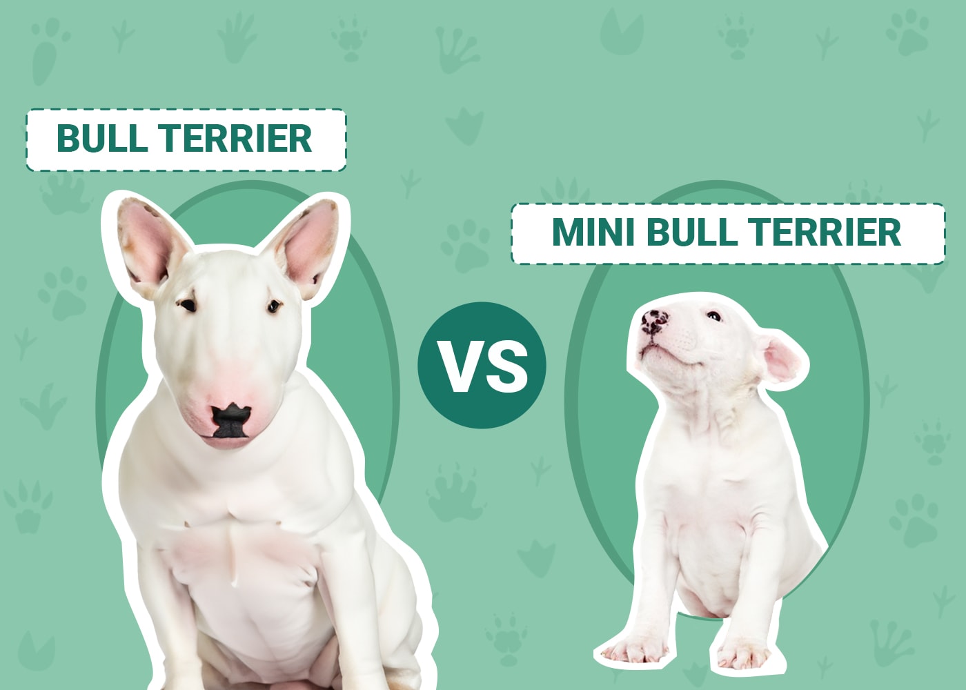 Are Bull Terriers Vocal