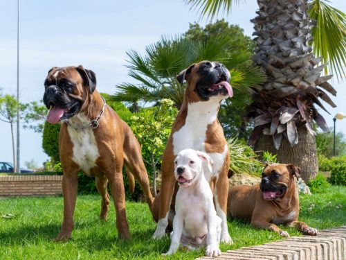 Bull Boxer (Bulldog & Boxer Mix): Info, Pictures, Facts, Care & More ...