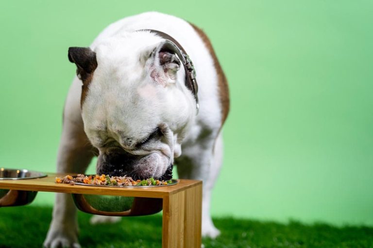 10 Best Fresh Dog Food Delivery Services in the UK in 2026 - Reviews ...