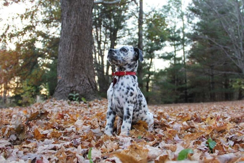 Bullmatian (Bulldog & Dalmatian Mix): Info, Pictures, Care & More – Dogster