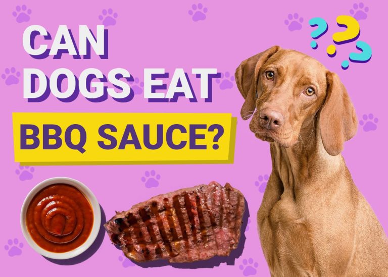 Can Dogs Eat BBQ Sauce? Vet-Verified Facts & FAQ – Dogster