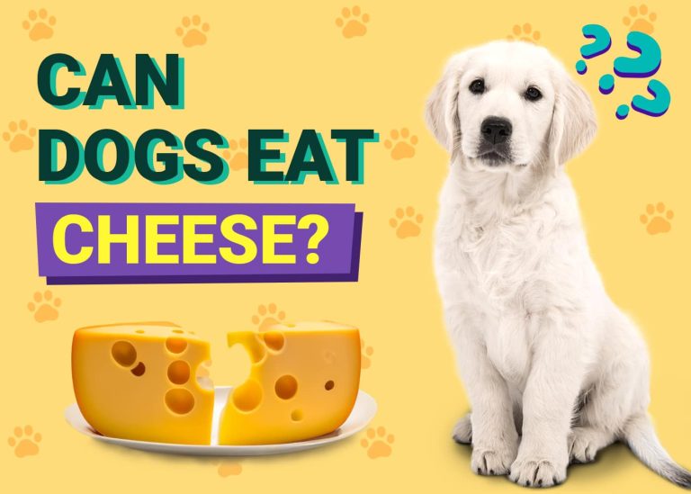 Can Dogs Eat Cheese? Vet-Reviewed Nutrition Facts & Safety Guide – Dogster