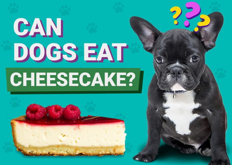 Can Dogs Eat Cheesecake? Vet Approved Facts & Safety Guide – Dogster