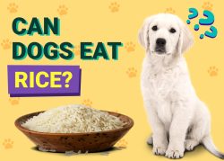 Can Dogs Eat Rice? Vet Reviewed Risks & Benefits – Dogster