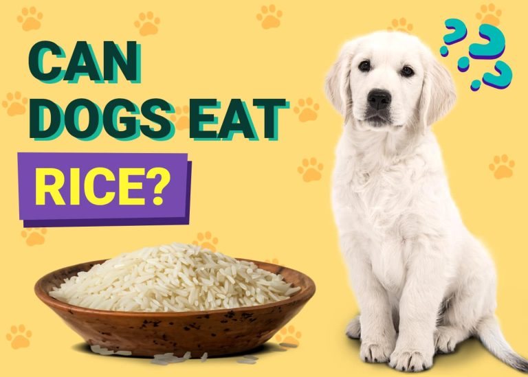 Can Dogs Eat Rice? Vet-Verified Nutrition Facts, Benefits & Risks – Dogster