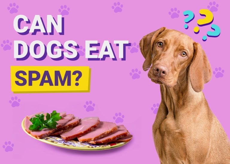 Can Dogs Eat Spam? Vet-Verified Nutritional Facts & FAQ – Dogster