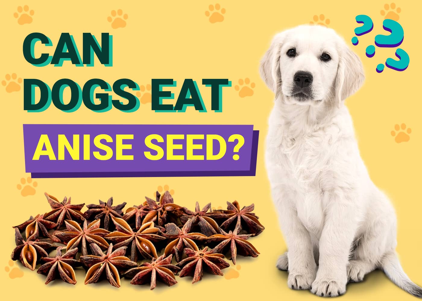 Can Dogs Eat Anise Seed? Vet-Approved Benefits & Risks – Dogster