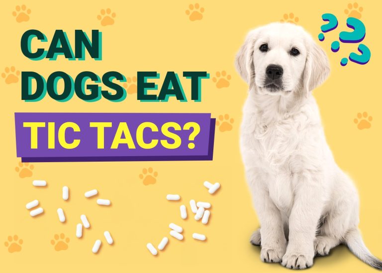 Can Dogs Eat Tic Tacs? Vet-Reviewed Risks & Precautions SE PAOLA – Dogster