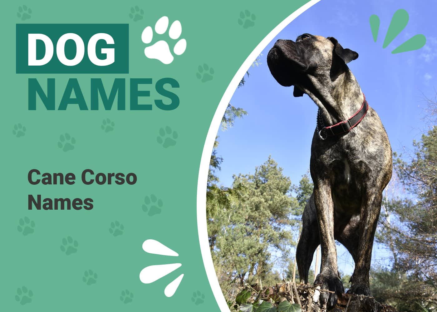 160 Cane Corso Names: Male & Female Names With Meanings – Dogster