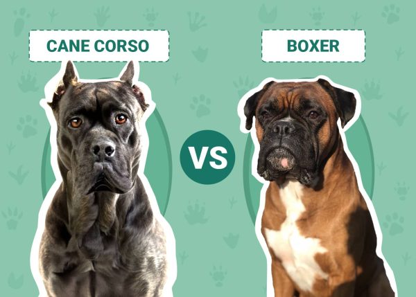 Cane Corso vs Boxer: Differences Explained (With Pictures) – Dogster