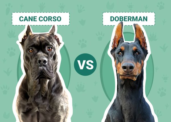 Cane Corso vs Doberman: The Differences (With Pictures) – Dogster
