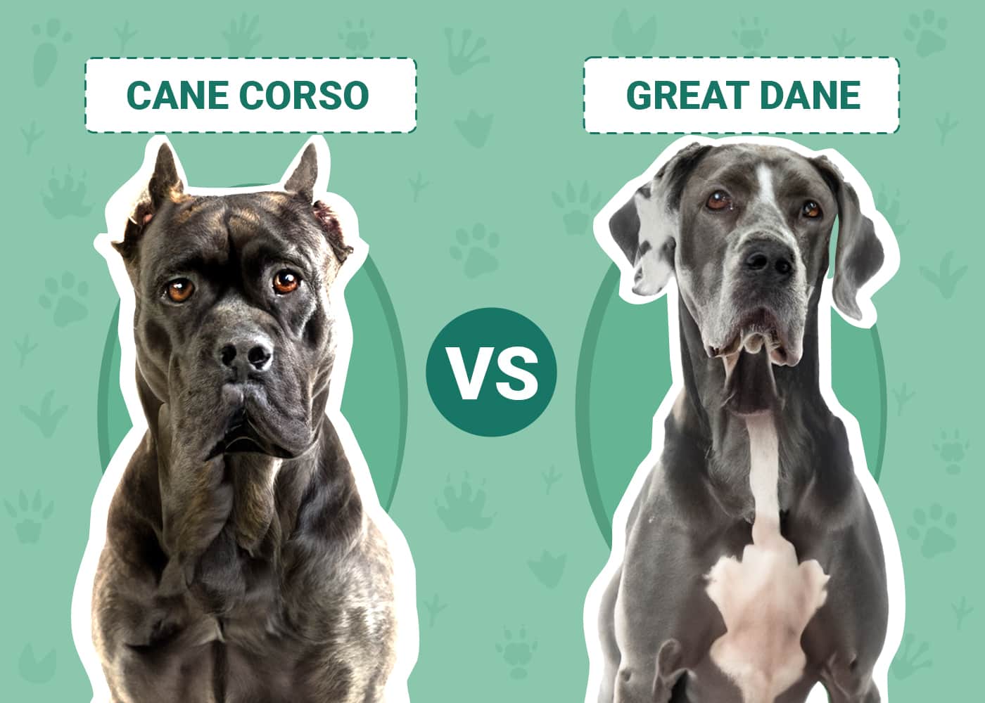 Cane Corso vs Great Dane: The Differences (With Pictures) – Dogster