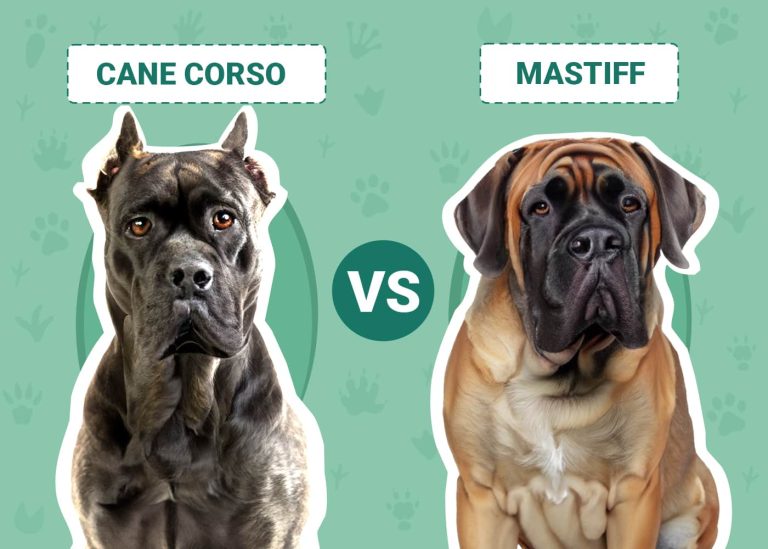 Cane Corso vs Mastiff: The Differences (With Pictures) – Dogster
