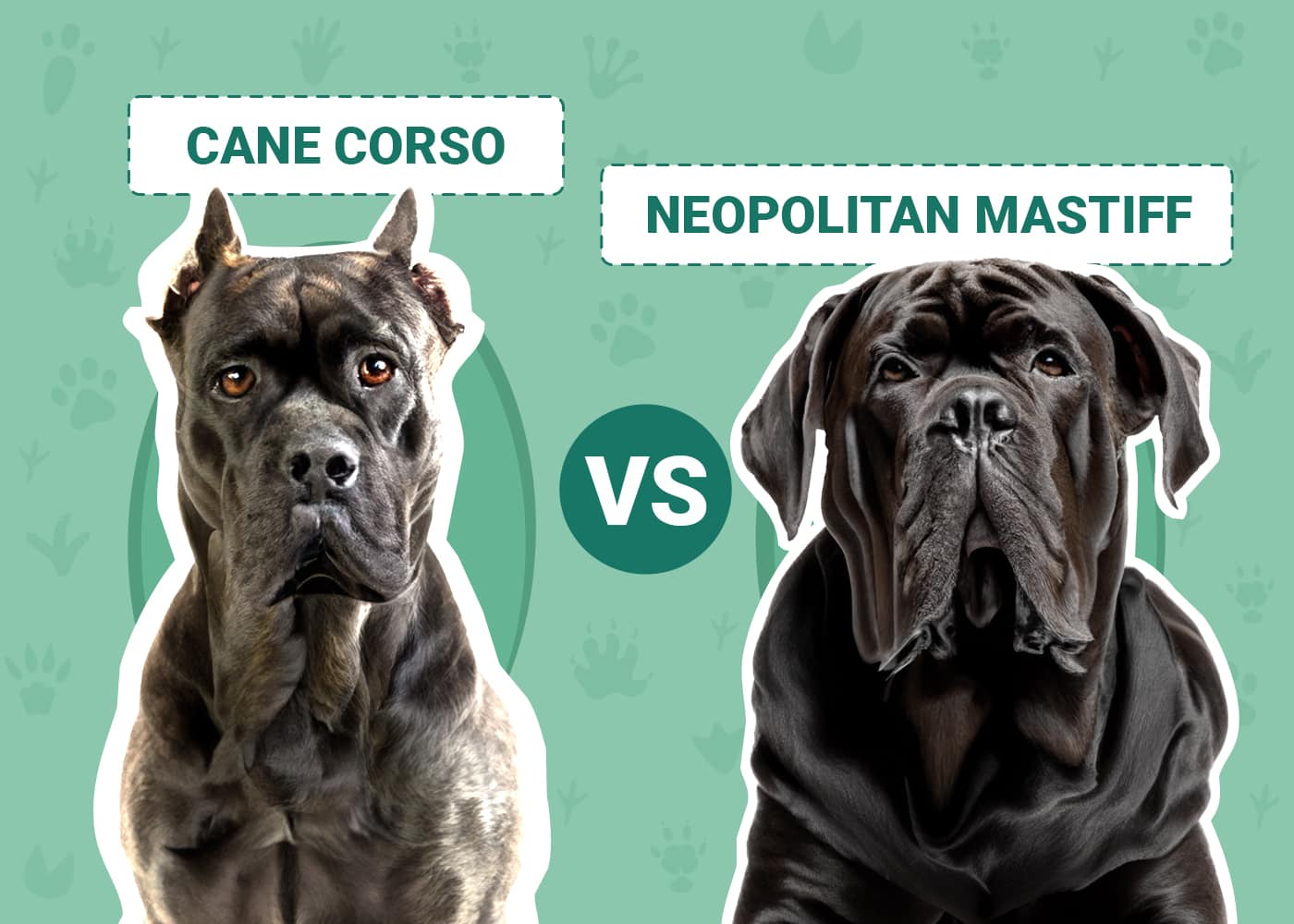 Cane Corso vs. Neapolitan Mastiff: Differences Explained (With Pictures ...