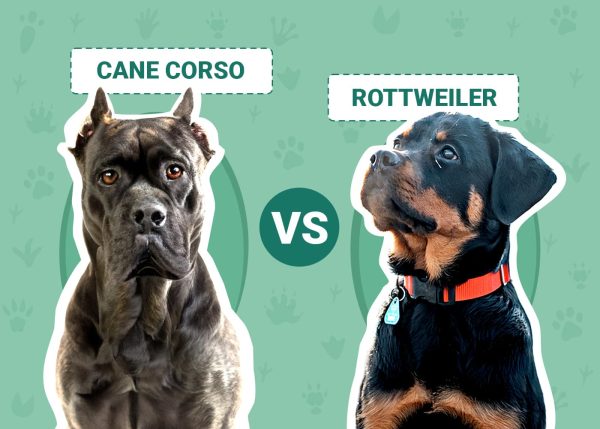 Cane Corso vs Rottweiler: Which to Choose? (With Pictures) – Dogster