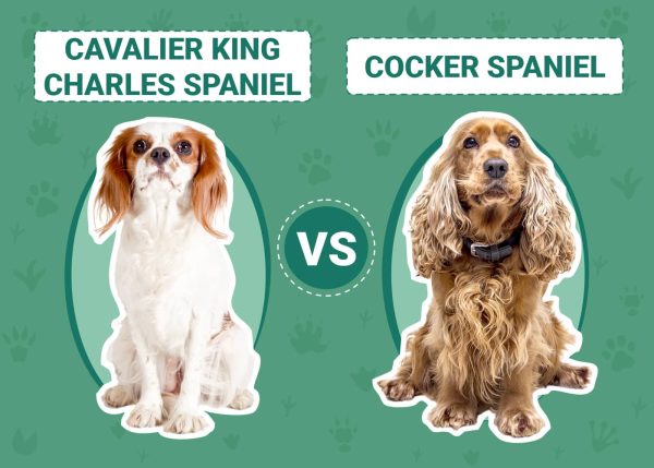 Cavalier King Charles Spaniel vs Cocker Spaniel: Key Differences (With Pictures) – Dogster