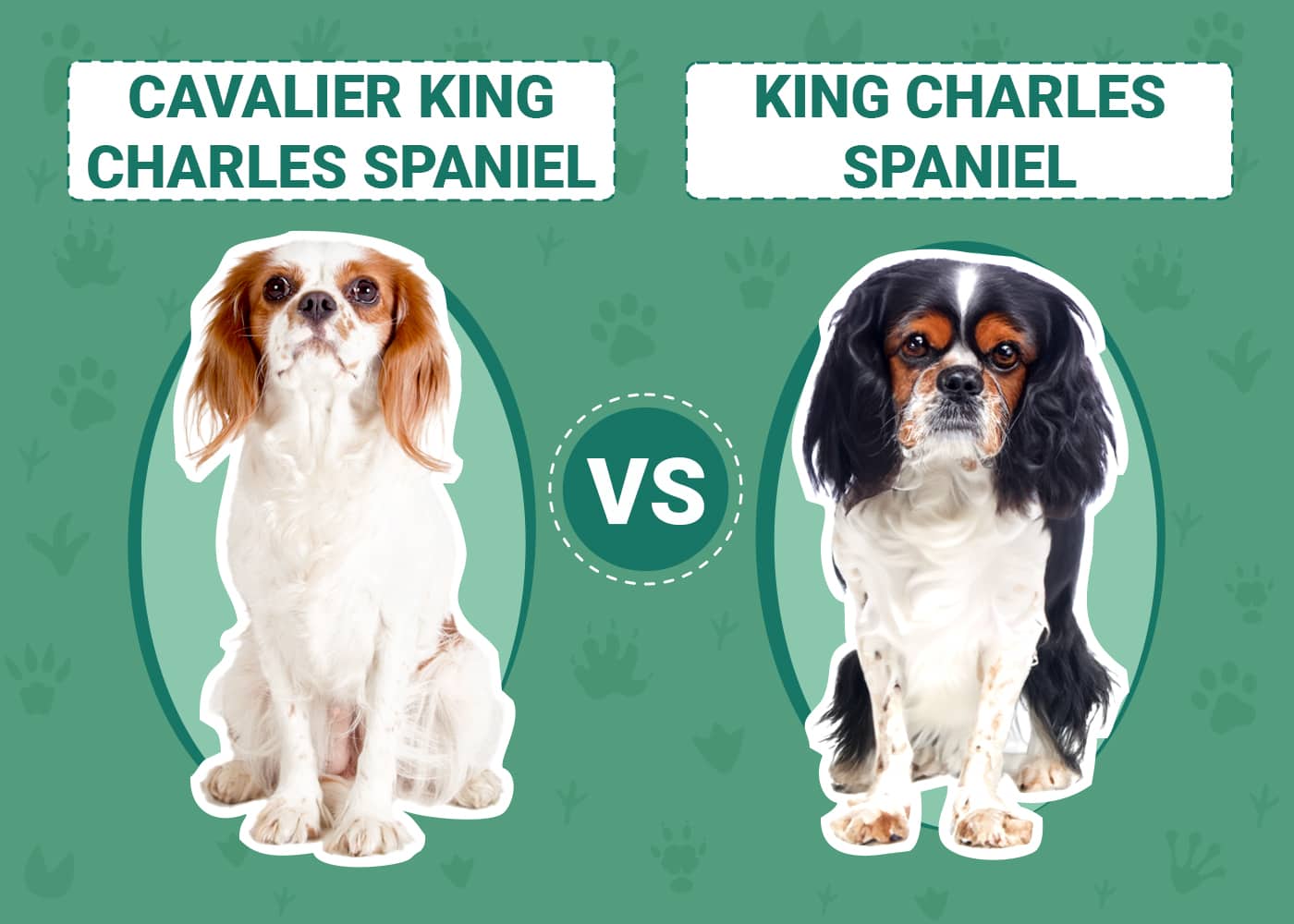 Cavalier King Charles Spaniel vs. King Charles Spaniel: The Differences ... Cavalier King Charles Spaniel vs. King Charles Spaniel: The Differences ...