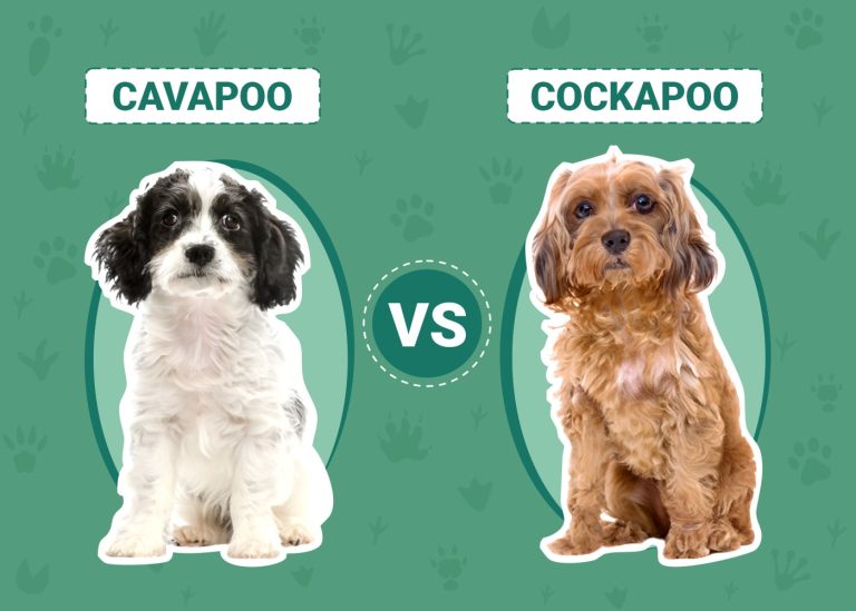 Cavapoo vs Cockapoo: The Differences (With Pictures) – Dogster