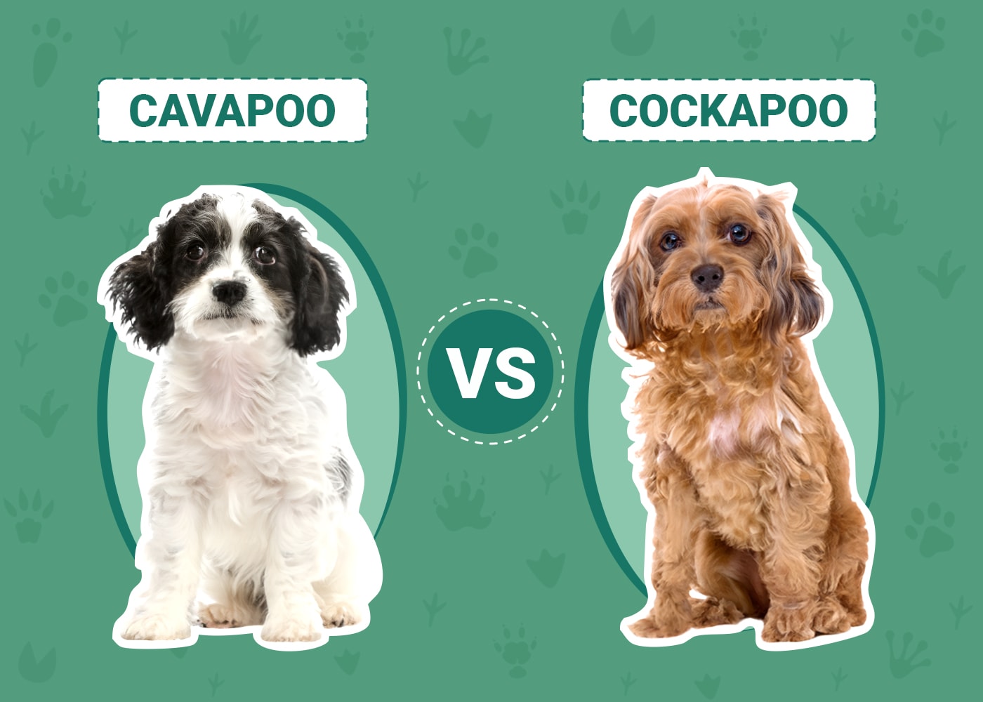 Cavapoo vs Cockapoo: The Differences (With Pictures) – Dogster