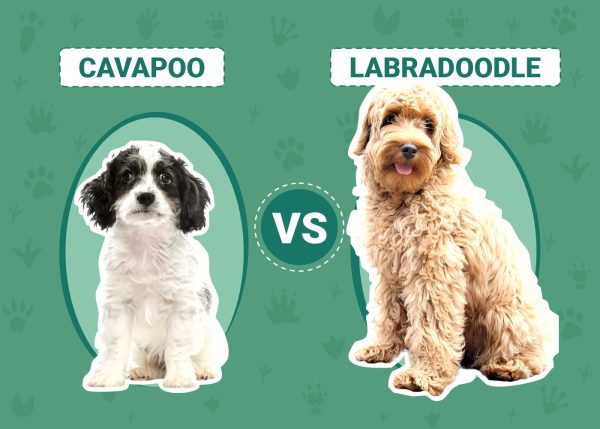 Cavapoo vs Labradoodle: The Differences Explained – Dogster