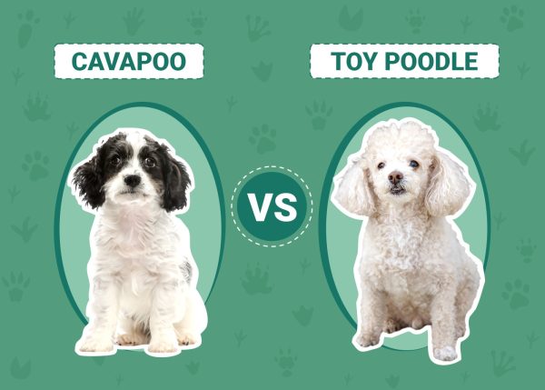 Cavapoo vs Toy Poodle: Key Differences (With Pictures) – Dogster