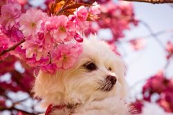 Chi Apso (Chihuahua & Lhasa Apso Mix): Info, Pictures, Care & More ...