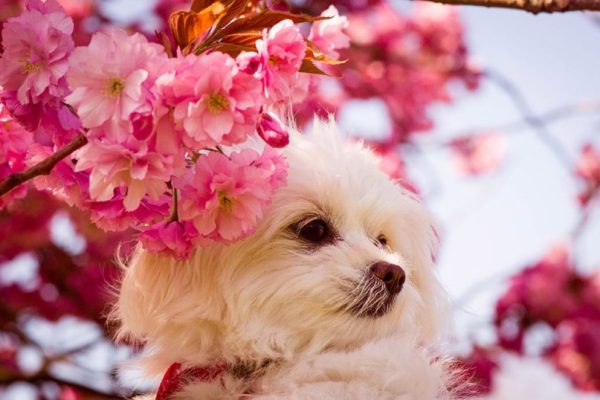 Chi Apso (Chihuahua & Lhasa Apso Mix): Info, Pictures, Care & More ...