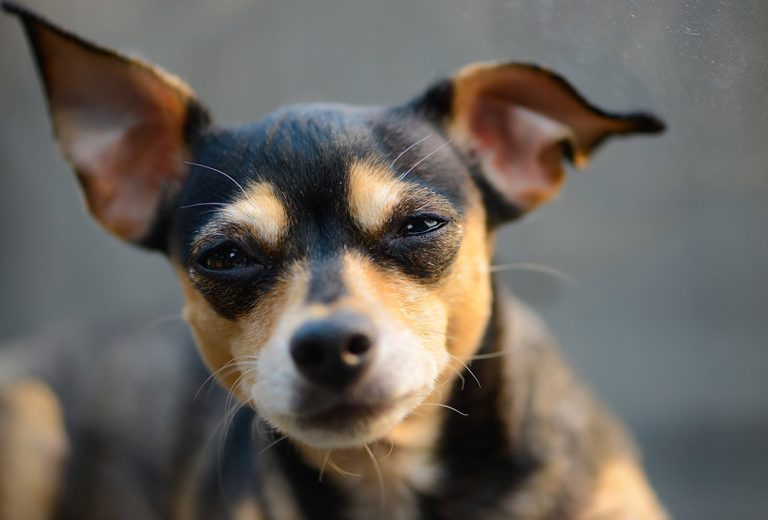 Why Is My Dog Squinting? 6 Vet-Verified Vision Issues – Dogster