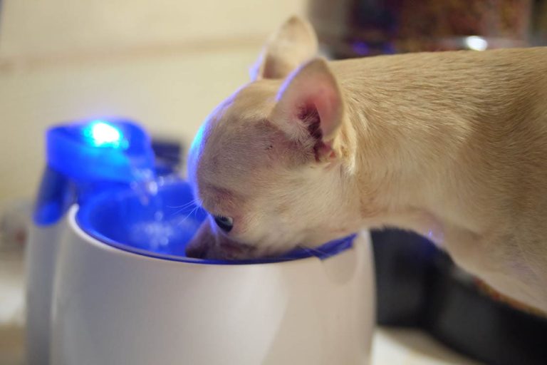 Types of Water for Dogs: Vet-Verified Water Sources & Advice – Dogster