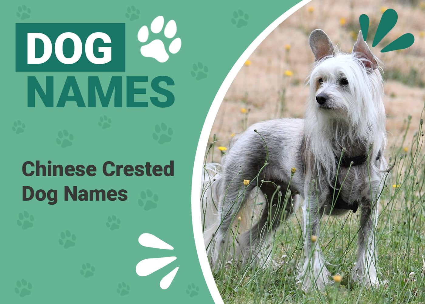 100+ Chinese Crested Dog Names: Ideas for Unique Dogs – Dogster