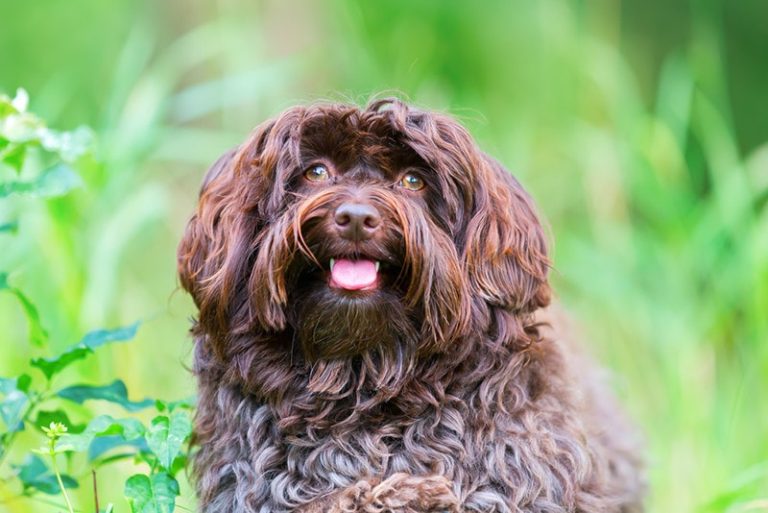 13 Least Aggressive Dog Breeds: Info, Pictures & History – Dogster