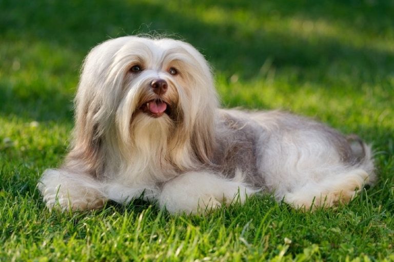 10 Havanese Mixes (With Pictures) – Dogster