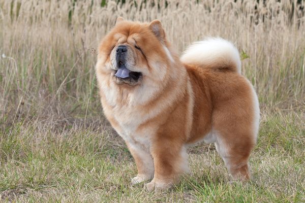 8 Chinese Dog Breeds (With Info & Pictures) – Dogster