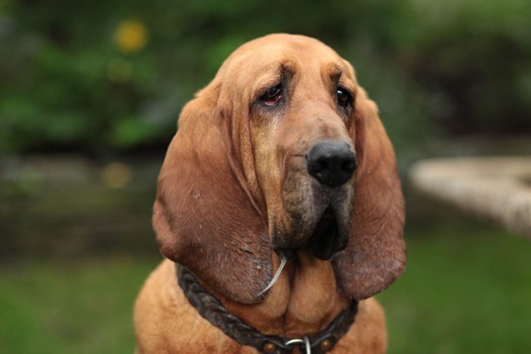 3 Beautiful Bloodhound Colors (With Pictures) – Dogster