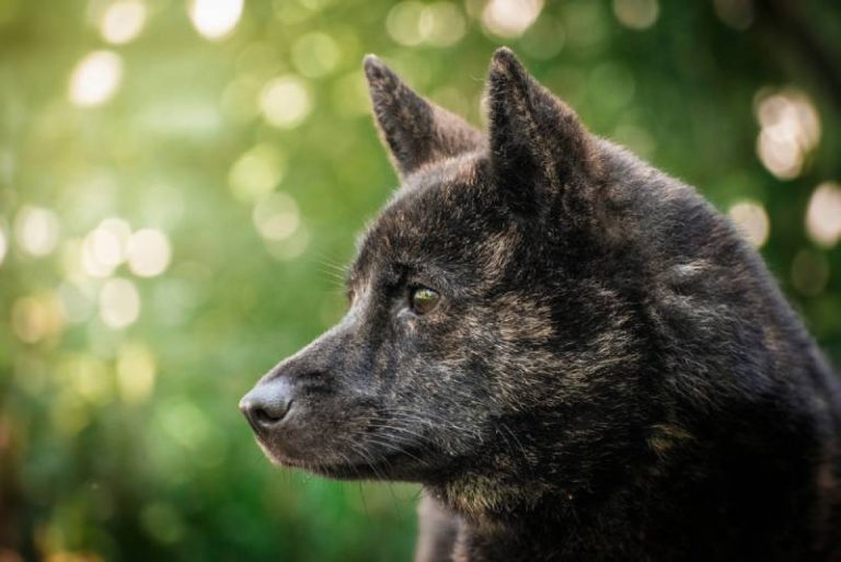 Kai Ken Dog Breed: Info, Pictures, Facts, & Traits – Dogster