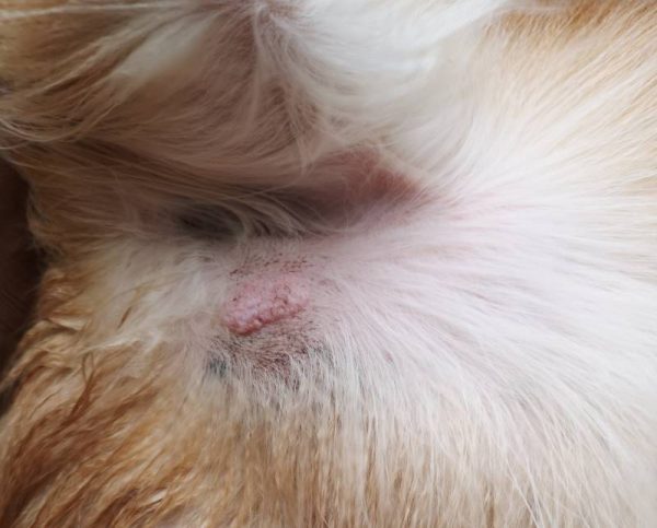 Moles on Dogs: A Complete Vet-Reviewed Guide – Dogster