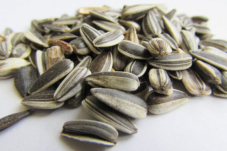 6 Top Seeds for Dogs: Vet-Approved Healthy & Nutritious Options – Dogster