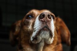 What Is the Jacobson's Organ (Vomeronasal Organ) In Dogs? Anatomy and ...
