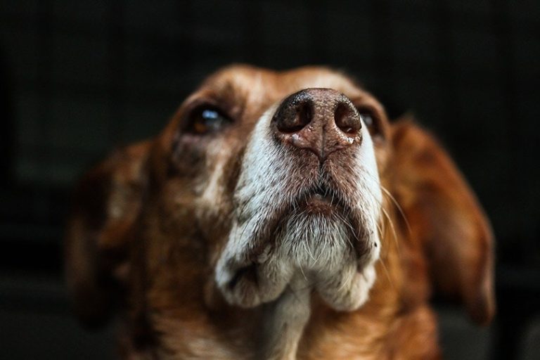 What Is the Jacobson's Organ (Vomeronasal Organ) In Dogs? Anatomy and ...