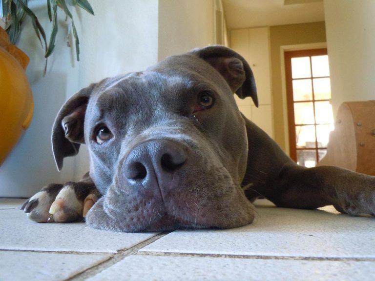 16 Signs Your Dog Has an Upset Stomach: Vet-Approved Health Facts – Dogster