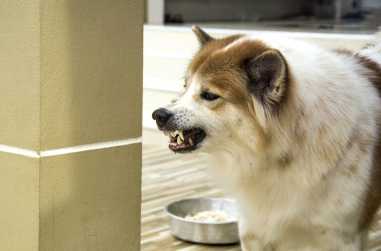 Why Do Dogs Growl? 6 Vet-Reviewed Reasons and What to Do About It – Dogster