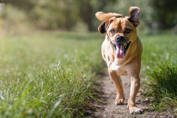 Do Dogs Need to Go Outside? 5 Reasons to Get them Outdoors – Dogster