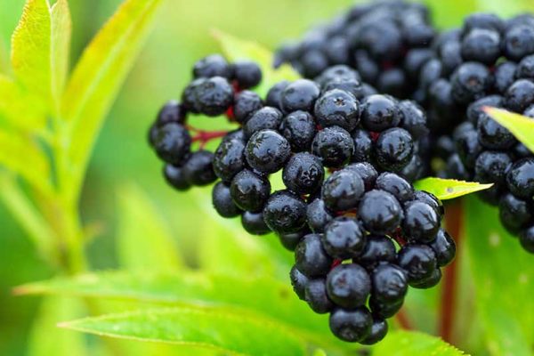 What Berries Can Dogs Eat? Vet-Verified Nutrition Facts & FAQ – Dogster