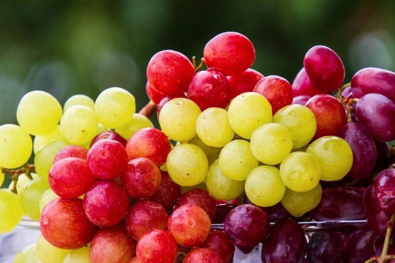 Can Dogs Eat Grapes? Vet-Verified Risks & Safety Guide – Dogster