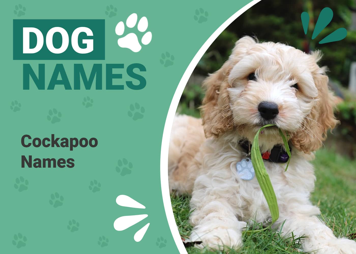 220 Popular and Unique Cockapoo Names: Ideas for Affectionate and ...