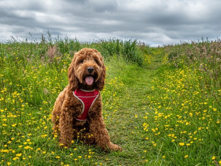 Do Cockapoos Shed? Facts & FAQ – Dogster