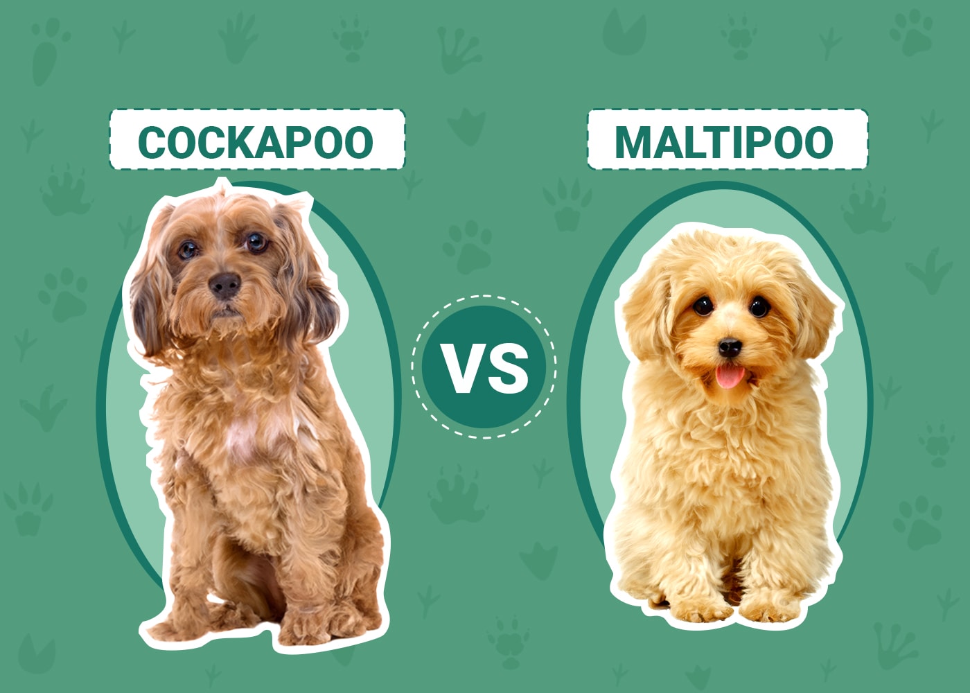 Cockapoo vs Maltipoo: The Differences (With Pictures) – Dogster